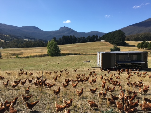 Chicken Farming - The Sprout Hub
