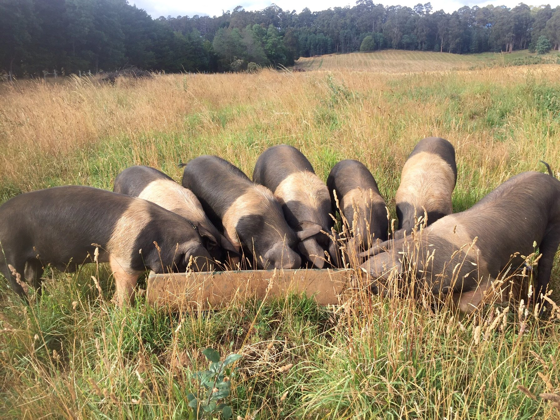Keeping Pigs - The Sprout Hub