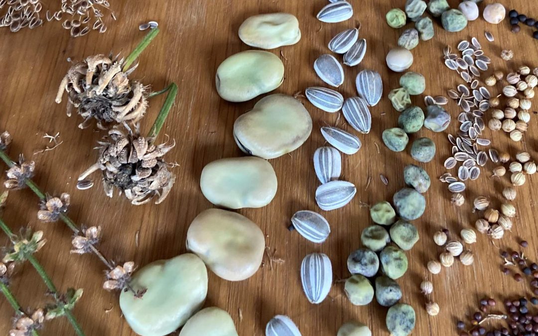 Seed Production - The Sprout Hub