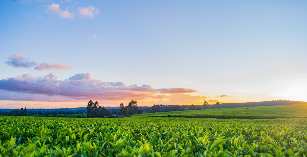 Climate Change Impacts - The Sprout Hub
