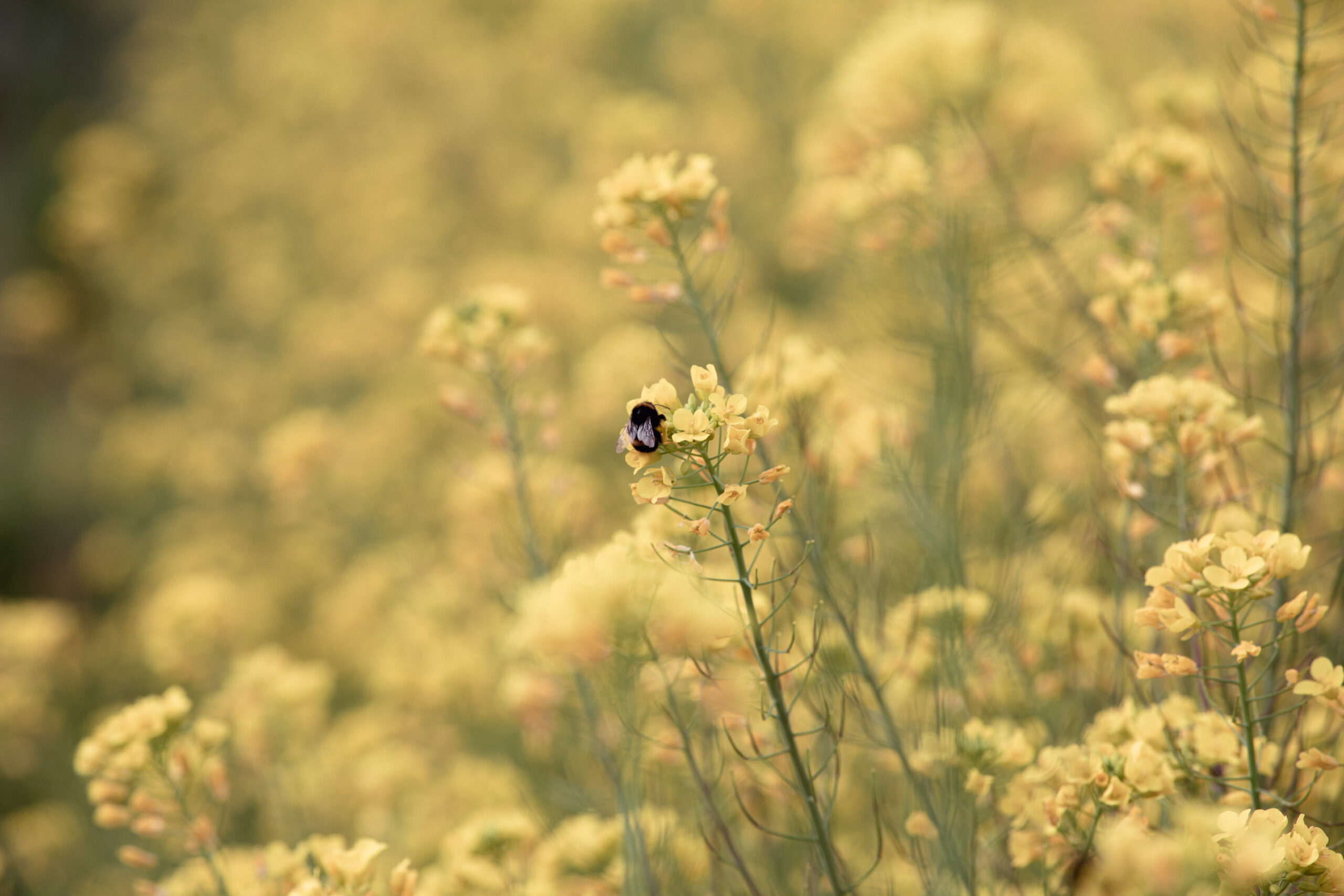 The Sprout Hub - The Sprout Hub