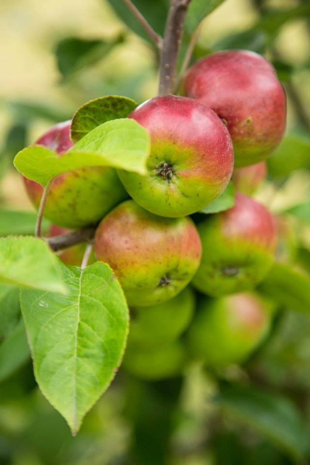 Biosecurity & QA - The Sprout Hub